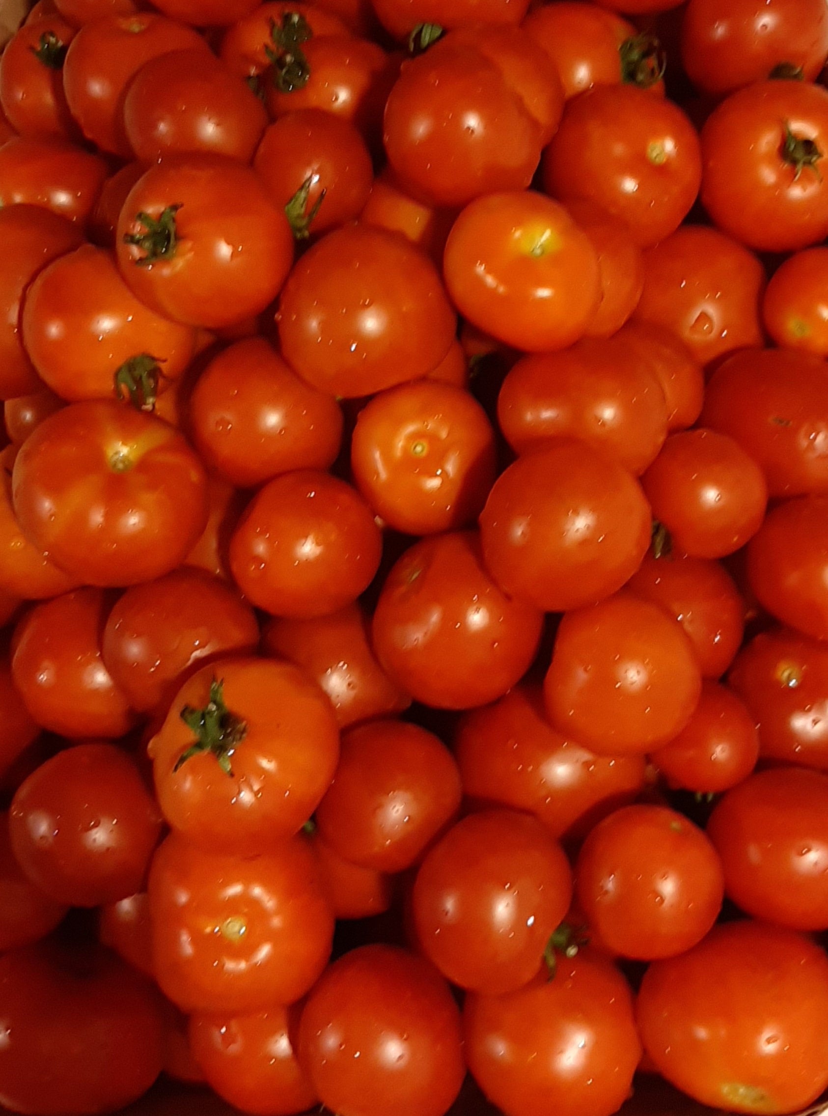 Tomato - Centennial Rocket | Root Cellar Gardens